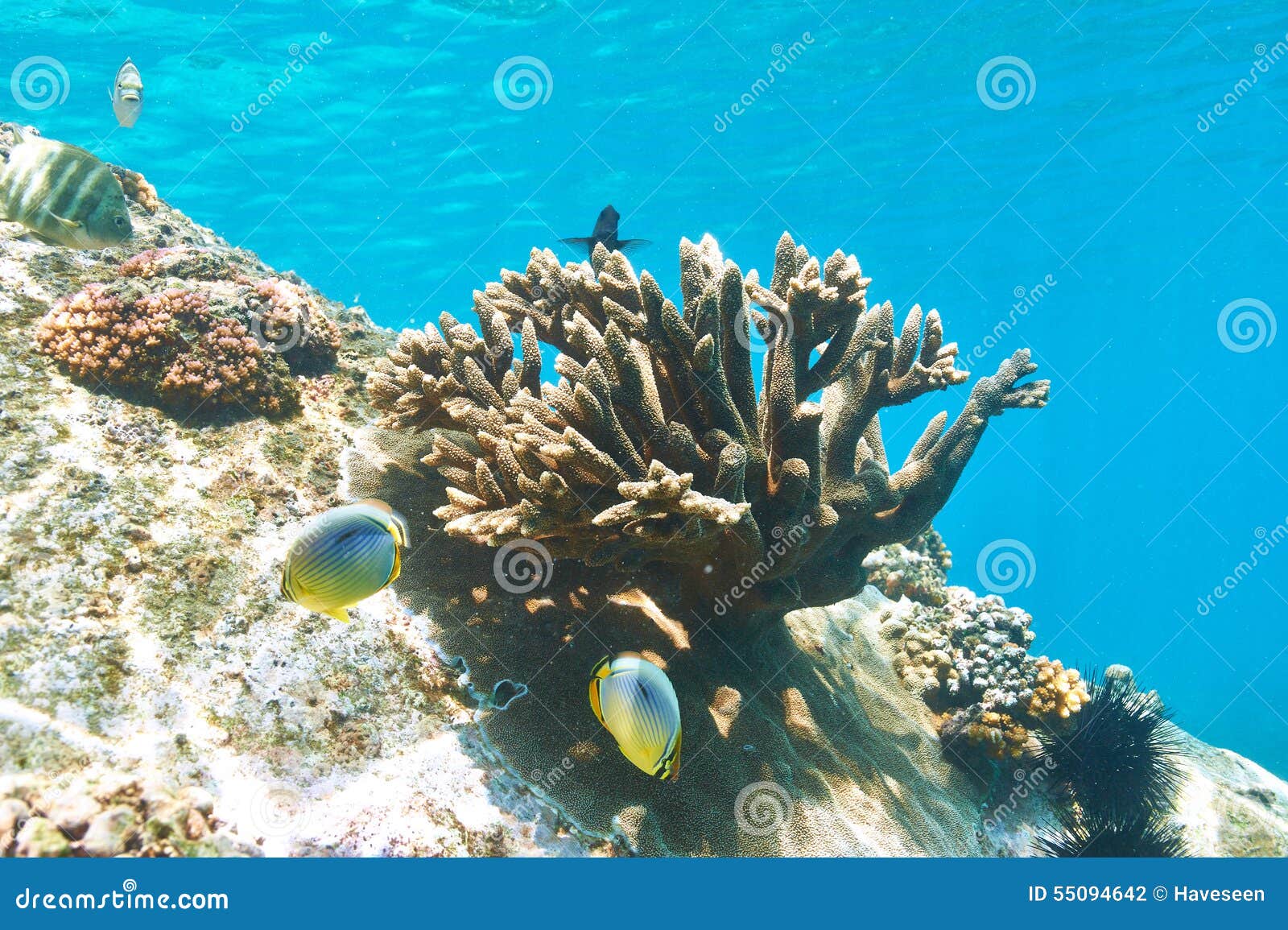 Coral reef and fish stock photo. Image of dive, seychelles - 55094642