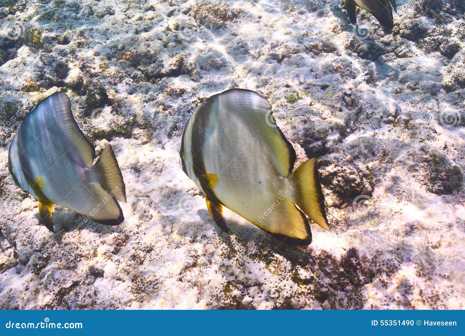 Coral reef and fish stock photo. Image of landscape, coral - 55351490