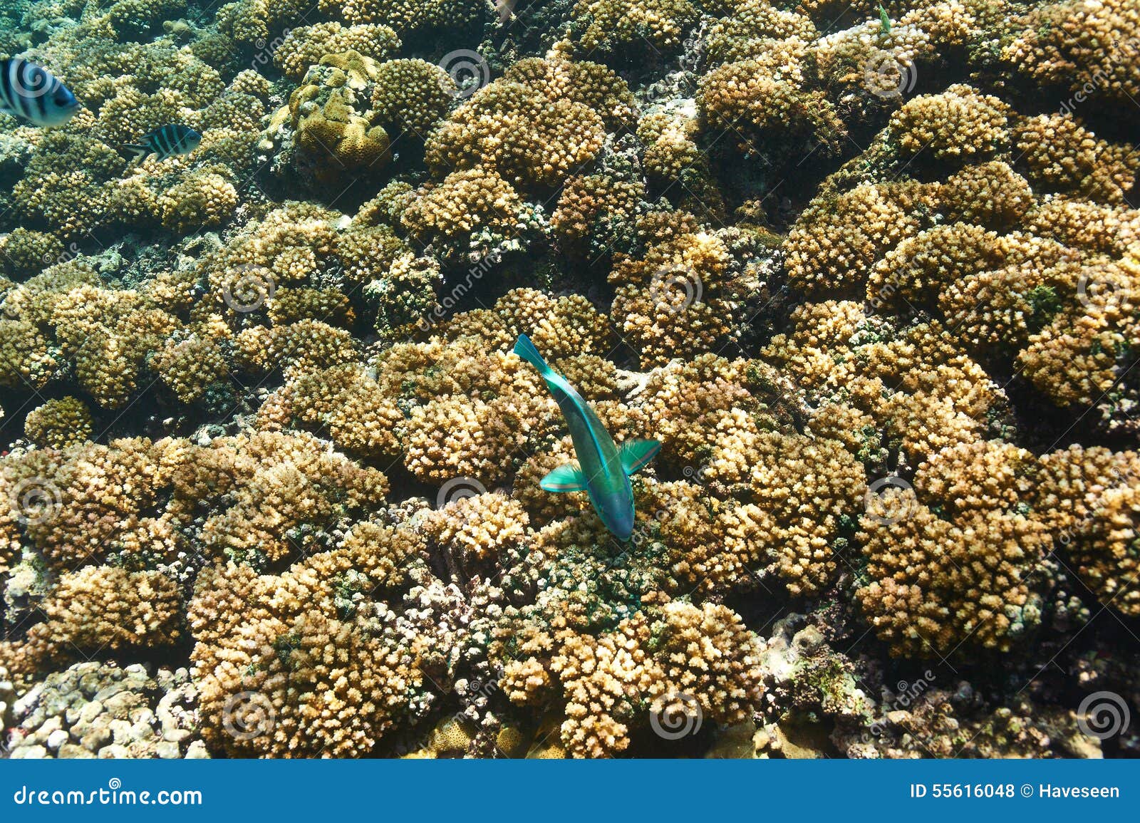 Coral reef and fish stock photo. Image of seychelles - 55616048