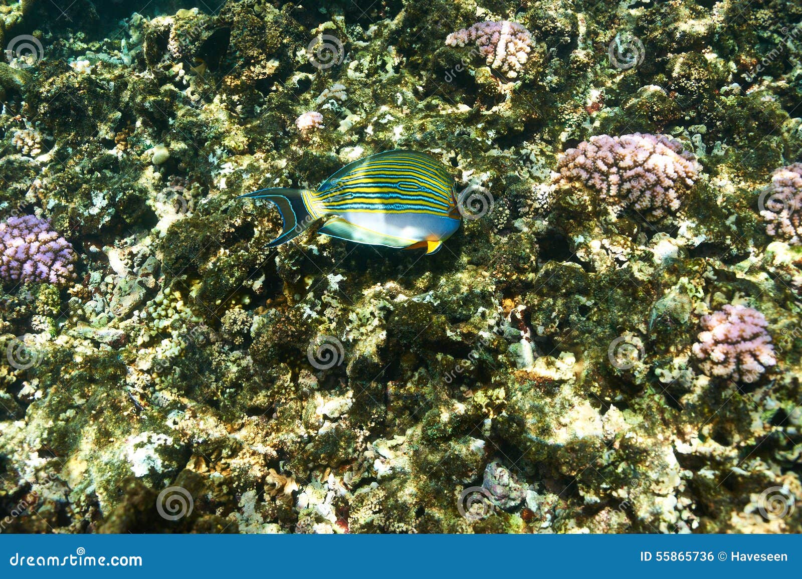 Coral reef and fish stock photo. Image of seychelles - 55865736