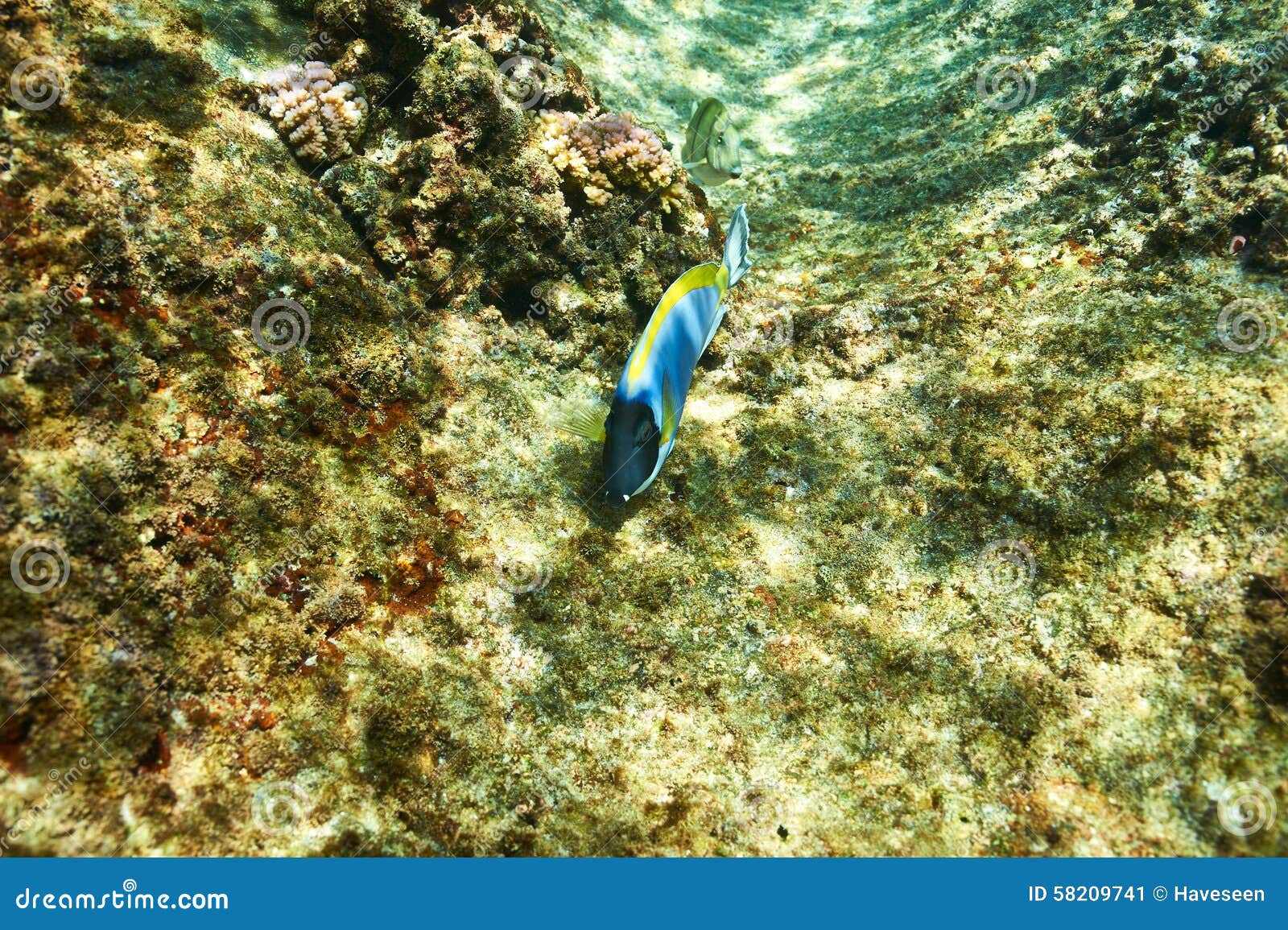 Coral reef and fish stock image. Image of coral, nature - 58209741