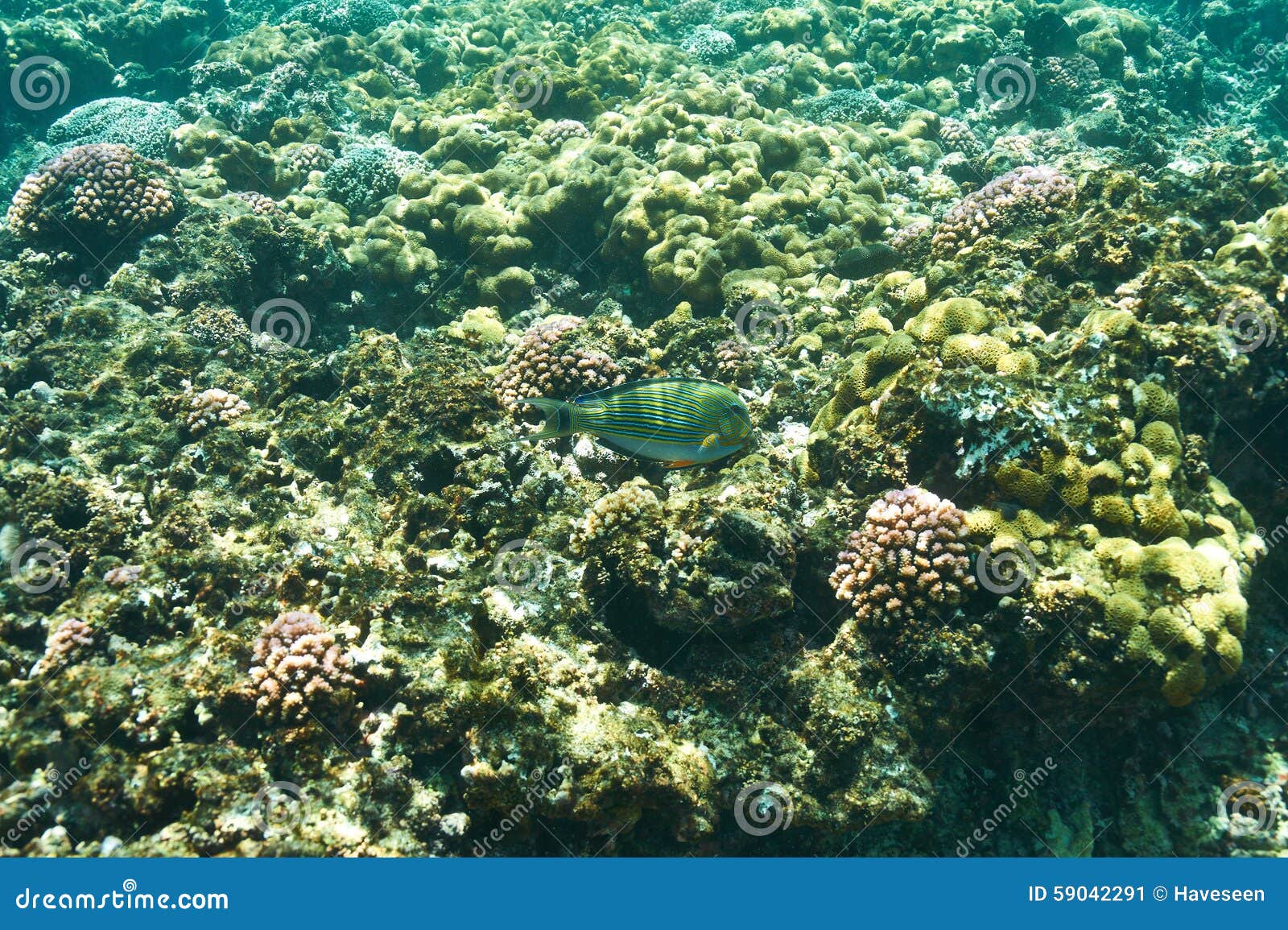 Coral reef and fish stock image. Image of seychelles - 59042291