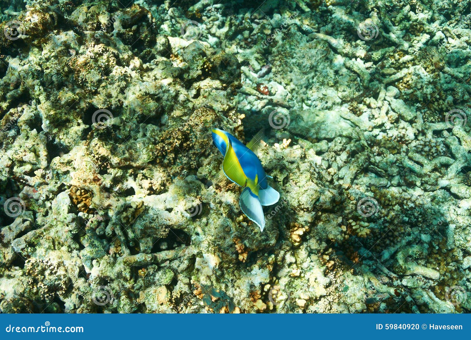 Coral reef and fish stock photo. Image of nature, wildlife - 59840920