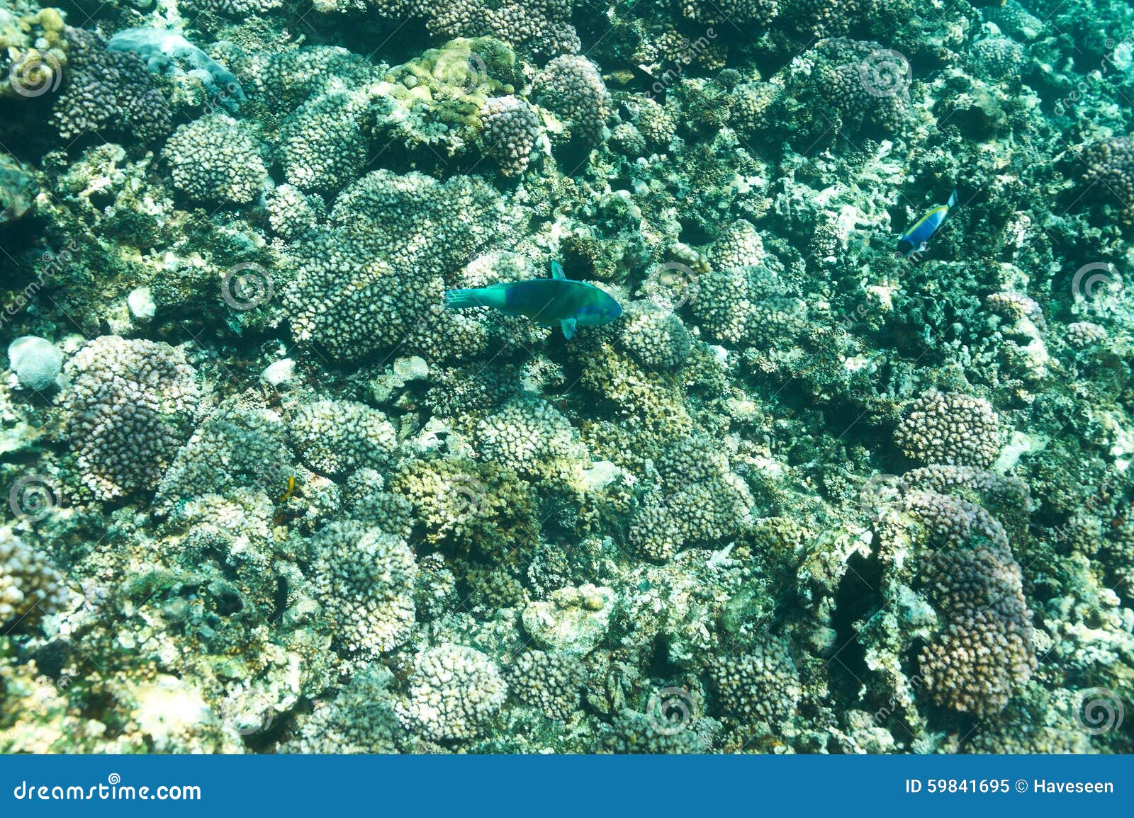 Coral reef and fish stock image. Image of wildlife, tropical - 59841695