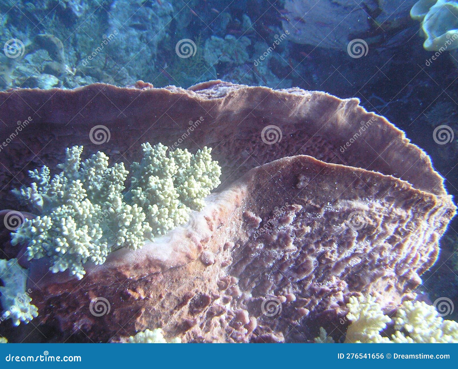Coral Reef and Fish in Wakatobi Island Stock Photo - Image of coral ...