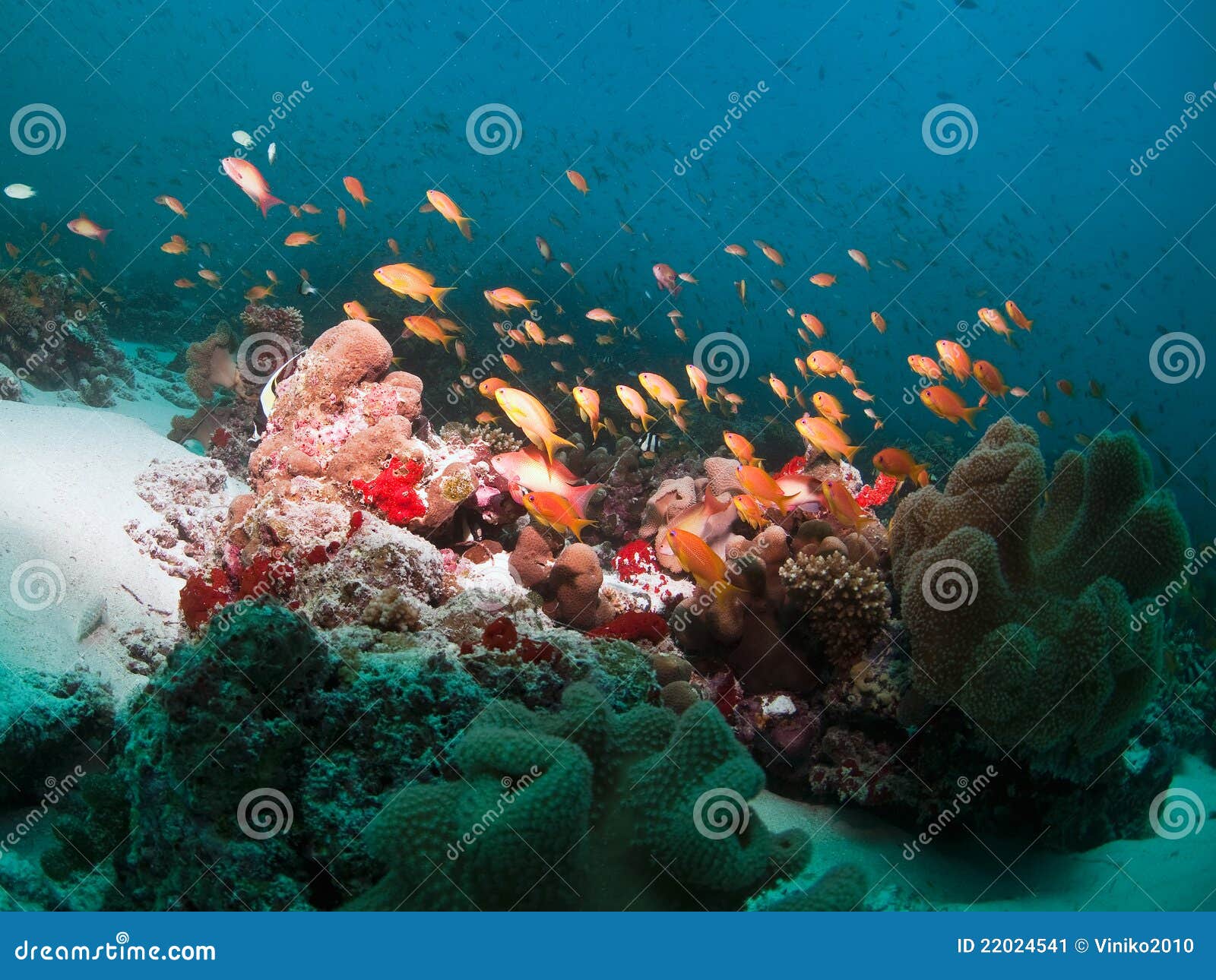 Coral reef fishes stock image. Image of danger, coral - 22024541