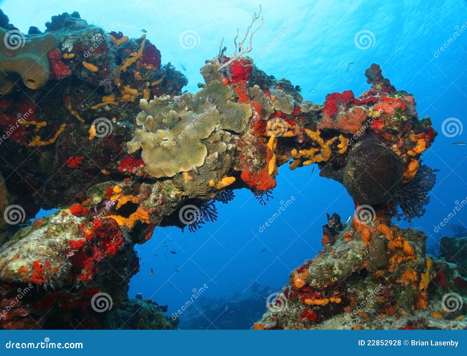 Coral Reef in the Form of an Arch Stock Photo - Image of caribbean ...