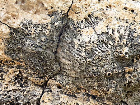 Coral reef fossil stock photo. Image of wildlife, life - 14645686