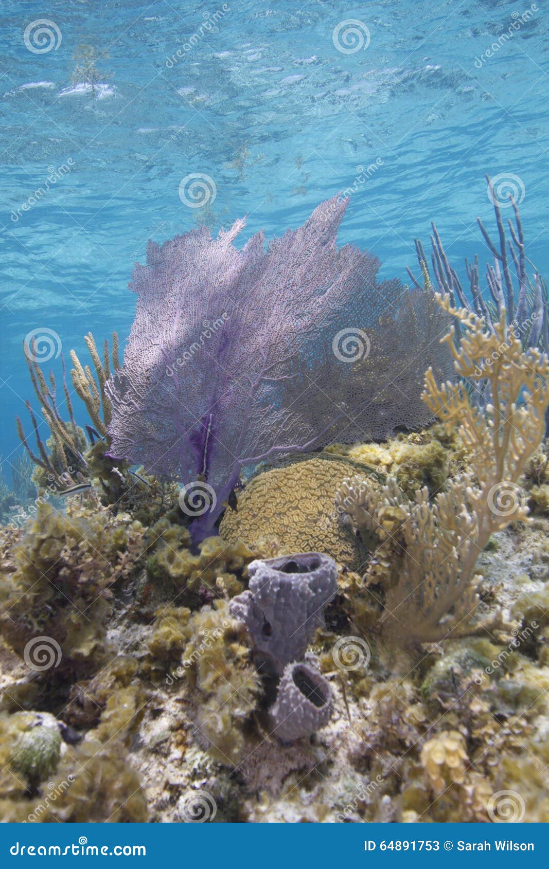 Coral Reef Grand Cayman stock image. Image of city, point - 64891753