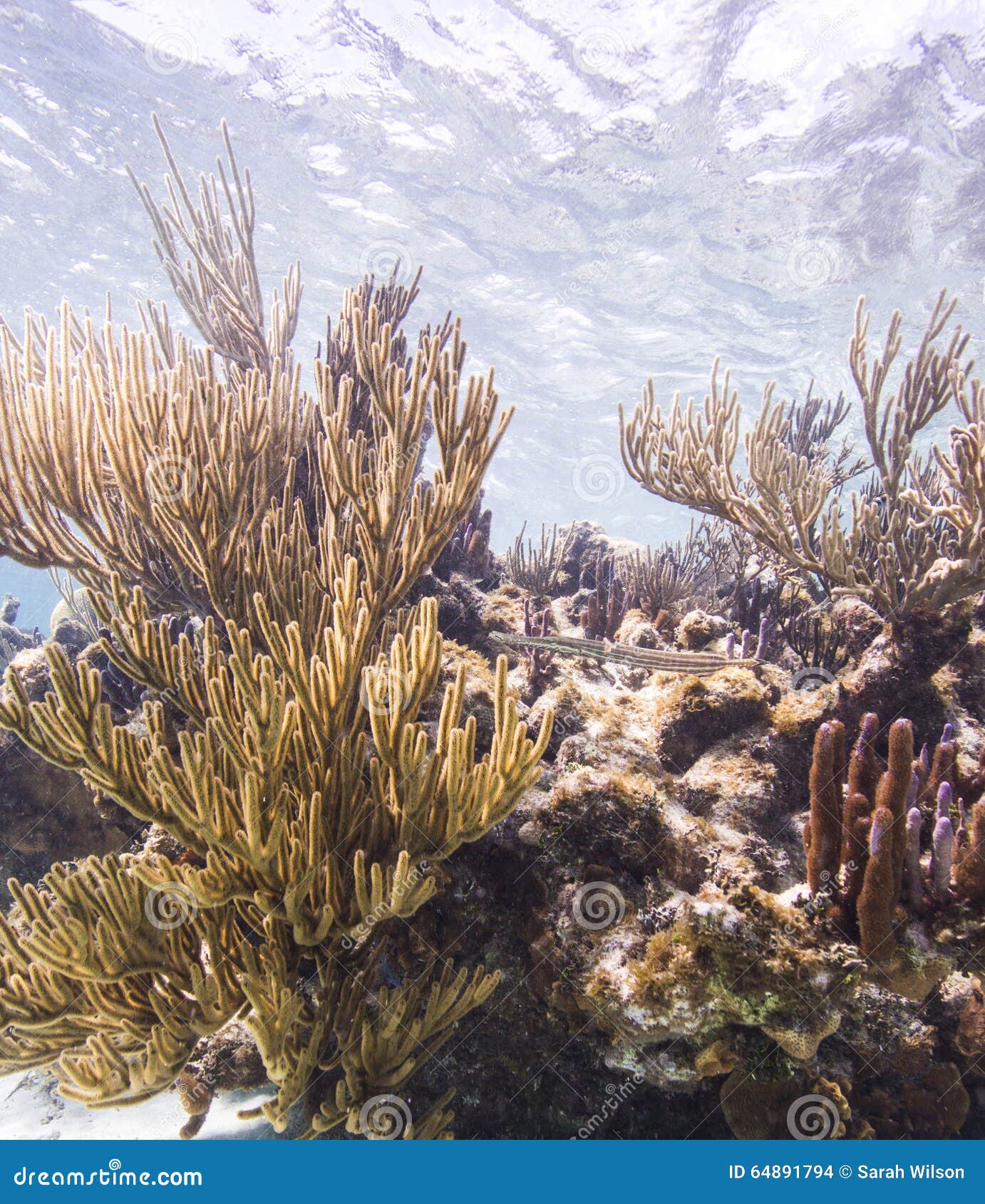 Coral Reef Grand Cayman stock photo. Image of deck, hang - 64891794