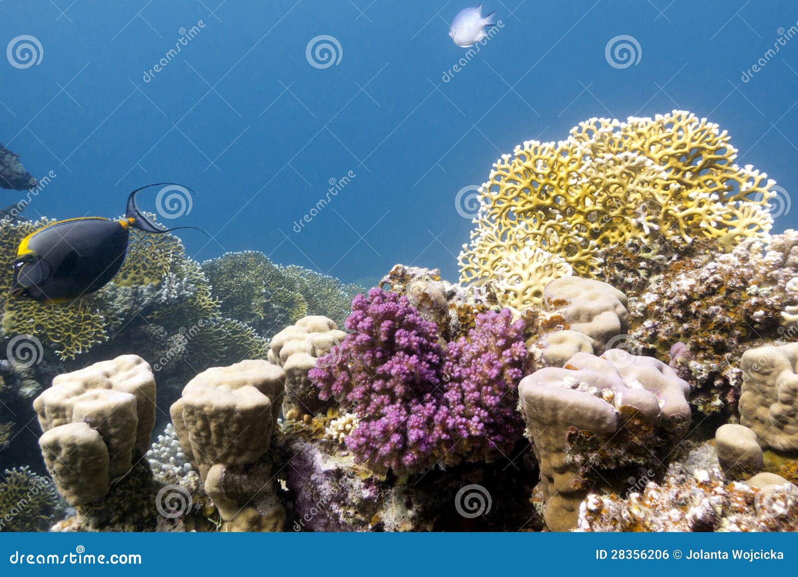Coral Reef with Hard and Fire Corals on the Bottom of Red Sea Stock ...