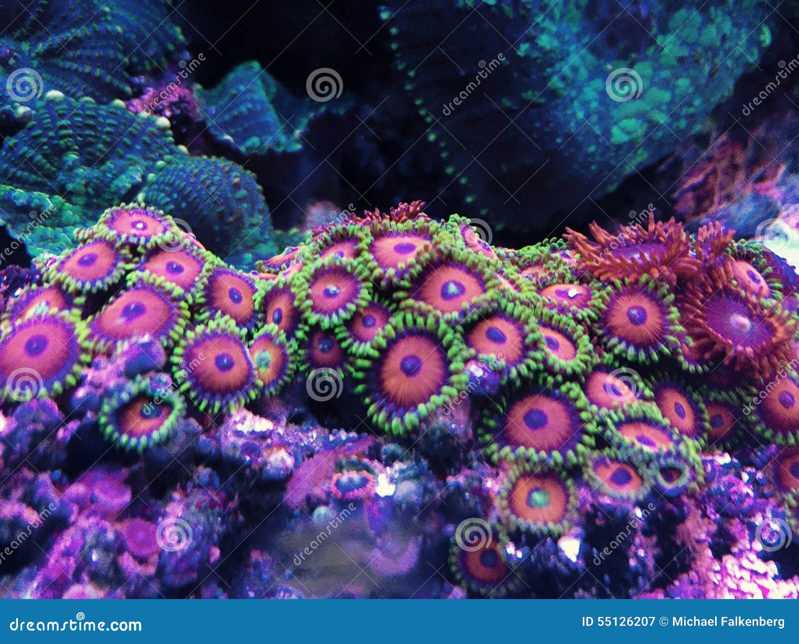 Coral stock image. Image of saltwater, reef, 60gallon - 55126207