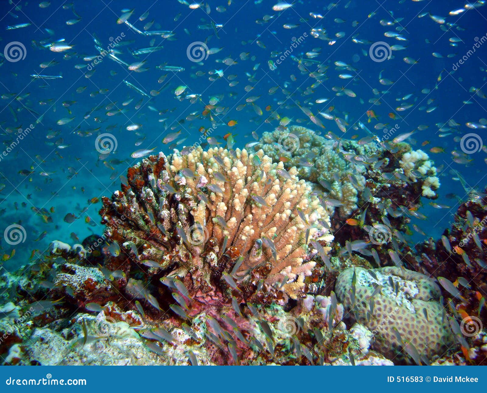 Coral reef Indonesia stock image. Image of holiday, coral - 516583