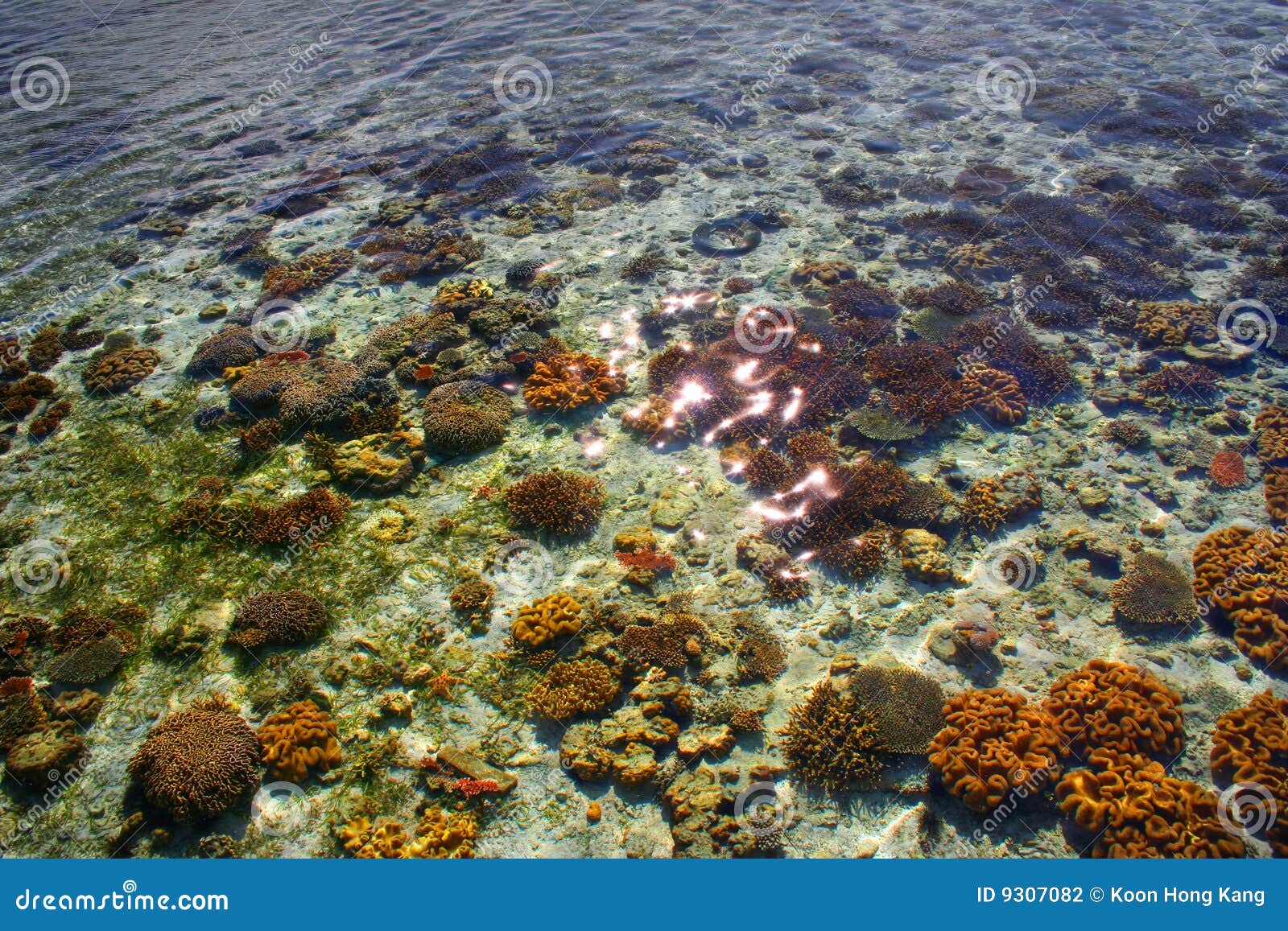 Coral Reef Island In Sempurna, Sabah Stock Photo - Image of beach ...