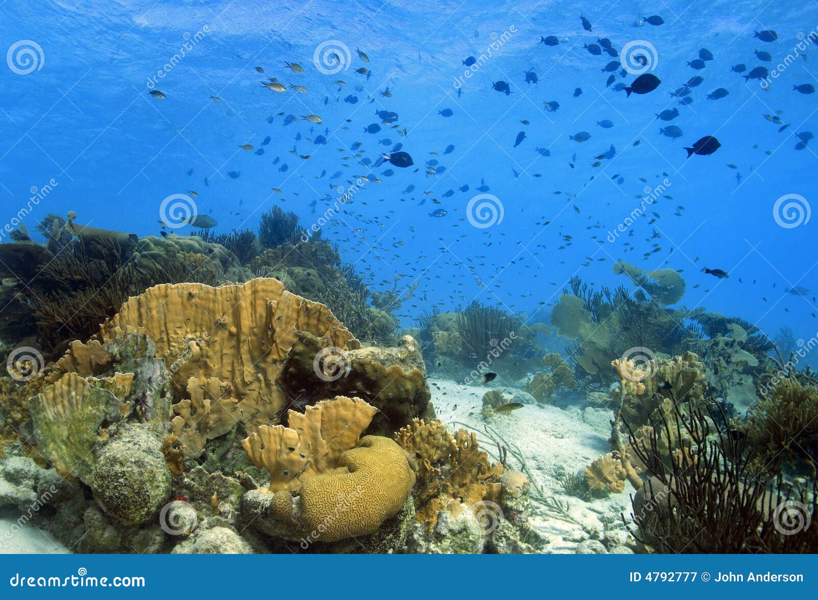 Coral reef Landscape stock image. Image of reef, colony - 4792777