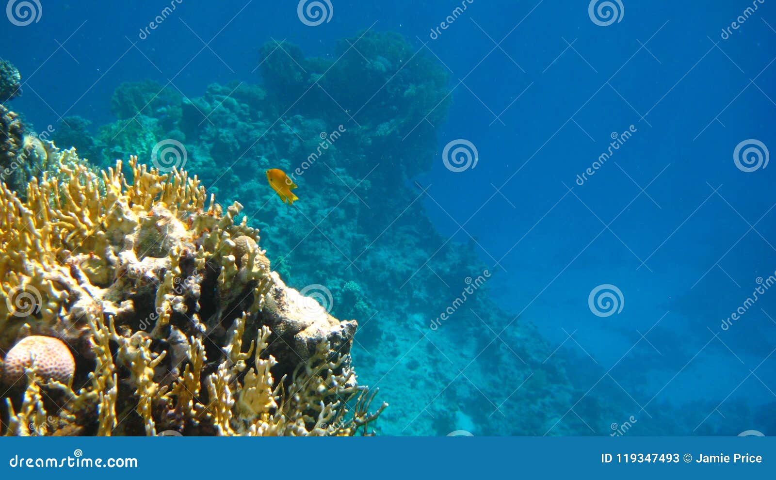 Coral Reef Lone Fish stock image. Image of coral, blue - 119347493