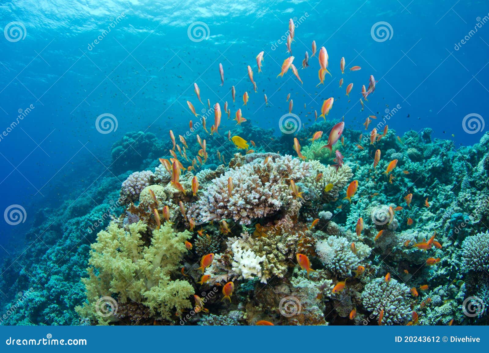 Coral Reef with Lyretail Anthias Stock Photo - Image of dahab, dive ...