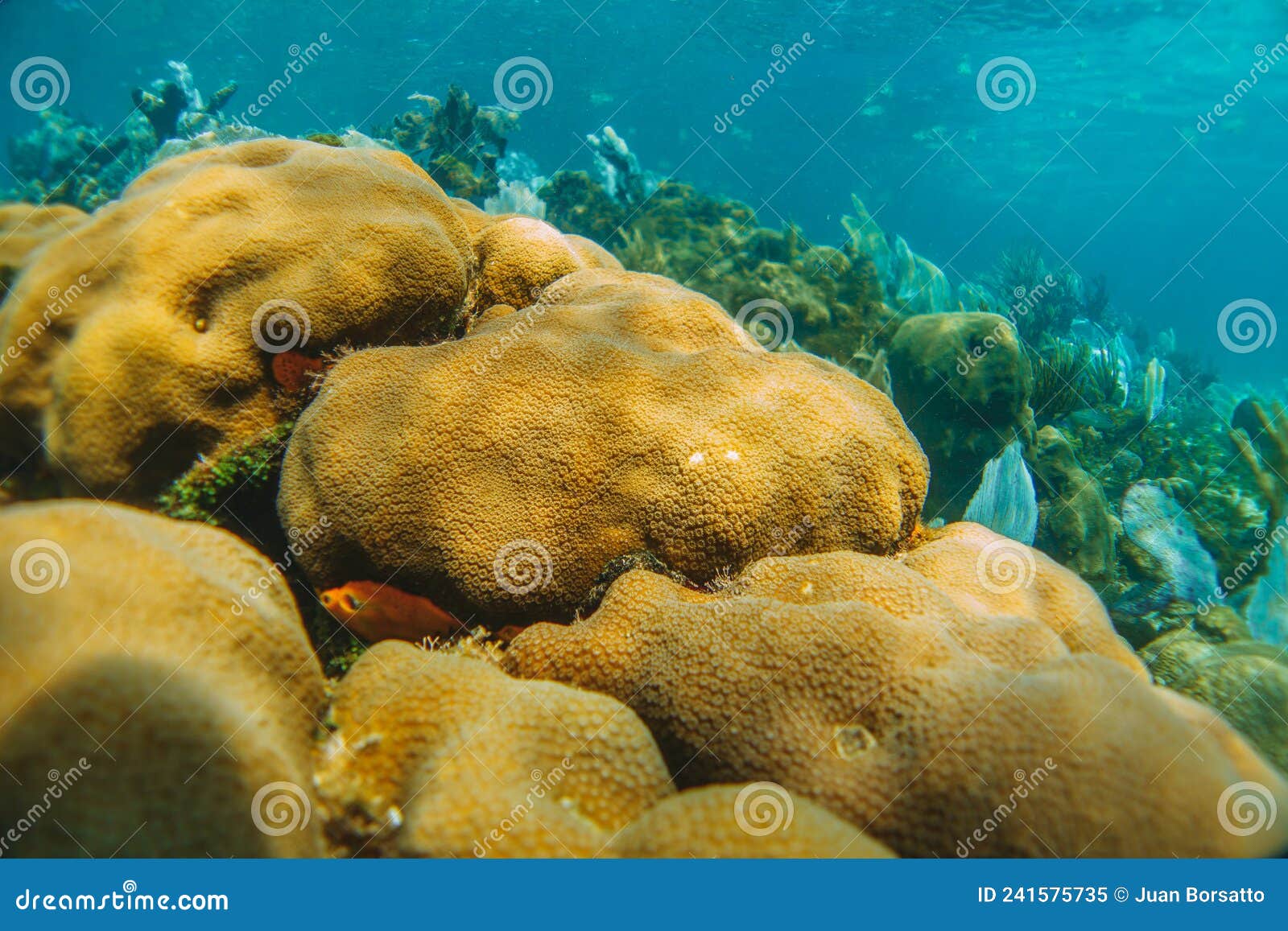 Marine Biome Coral Reef