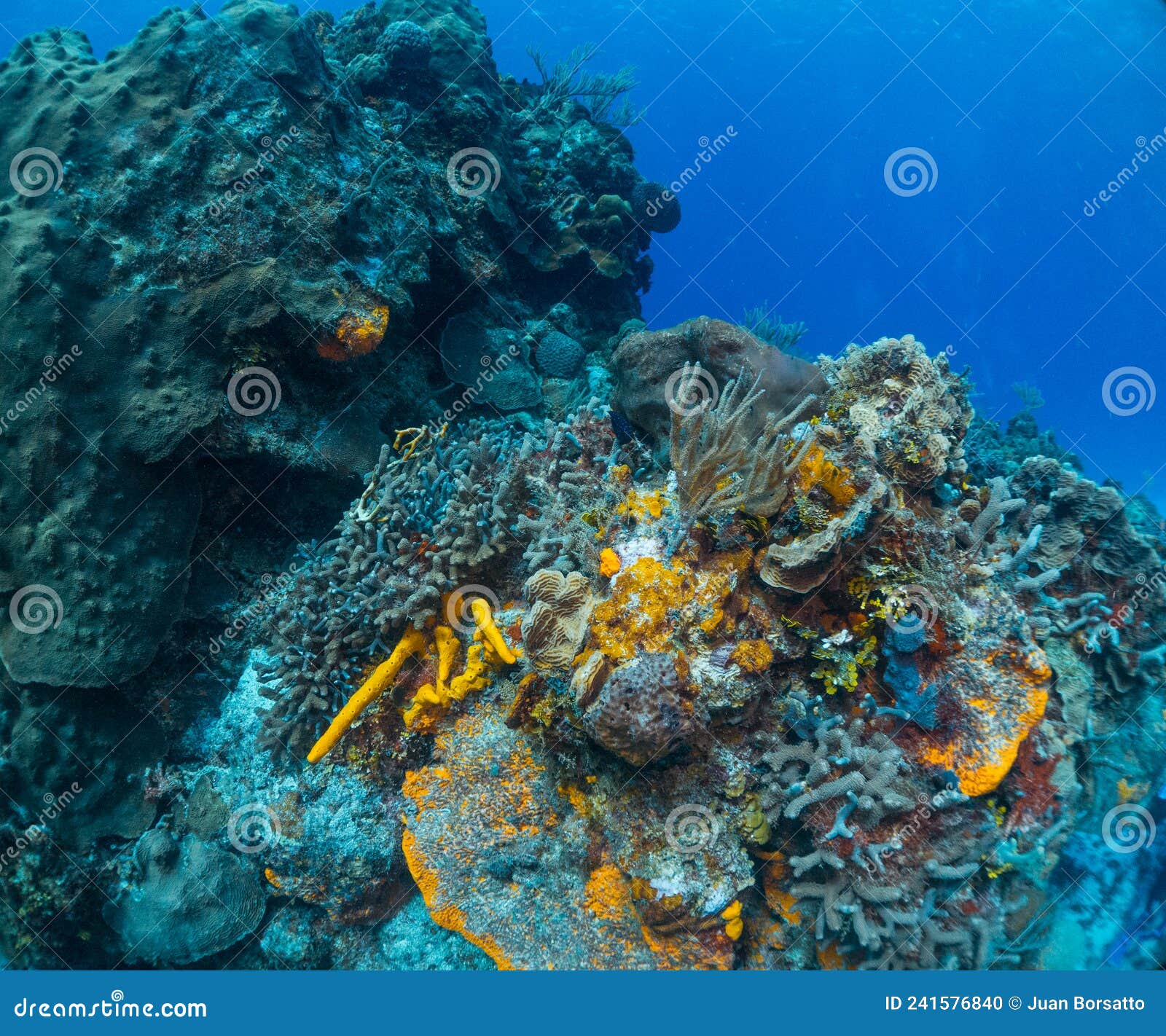 Coral Reef Macro ,texture, Abstract Marine Ecosystem Background on a ...