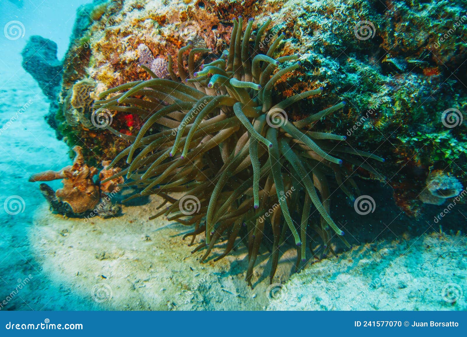 Coral Reef Macro ,texture, Abstract Marine Ecosystem Background on a ...