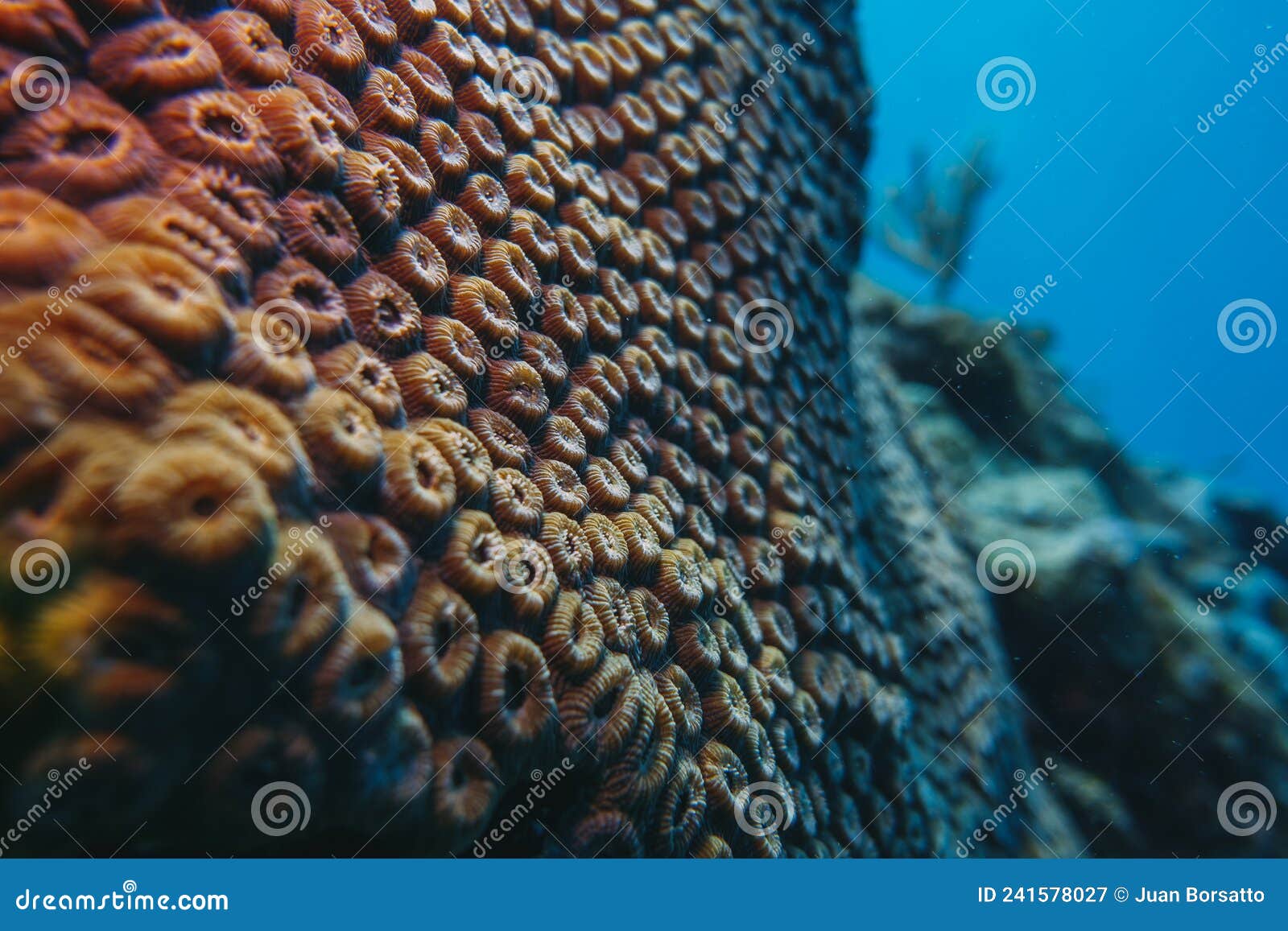 Coral Reef Macro ,texture, Abstract Marine Ecosystem Background on a ...
