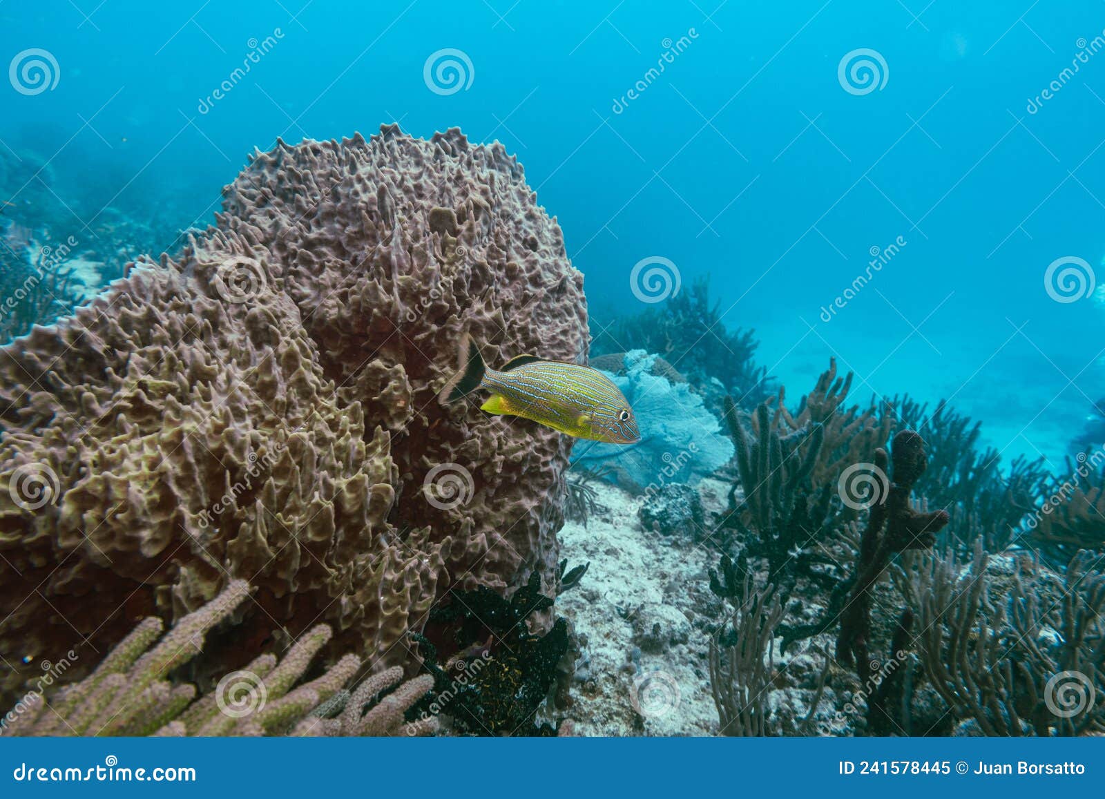 Coral Reef Macro ,texture, Abstract Marine Ecosystem Background on a ...