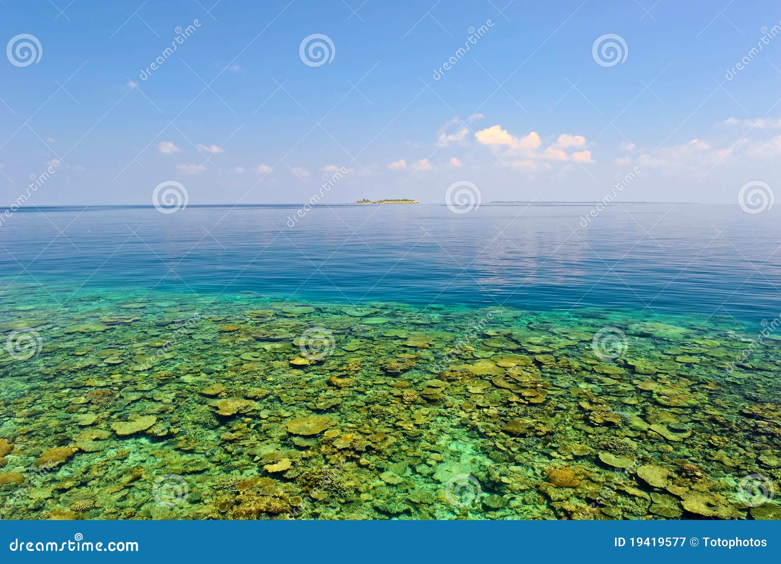 The coral reef of maldives stock image. Image of australia - 19419577