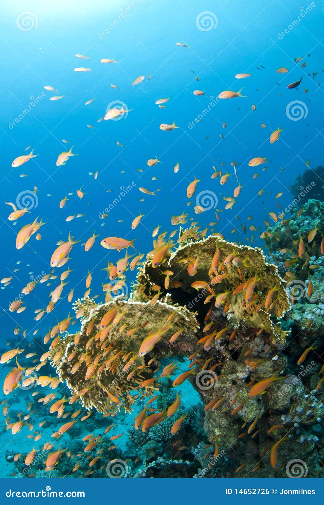 Coral reef with many fish stock photo. Image of animal - 14652726