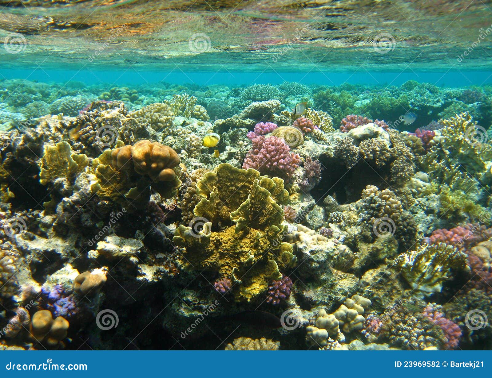 Coral reef - marsa alam stock photo. Image of color, background - 23969582