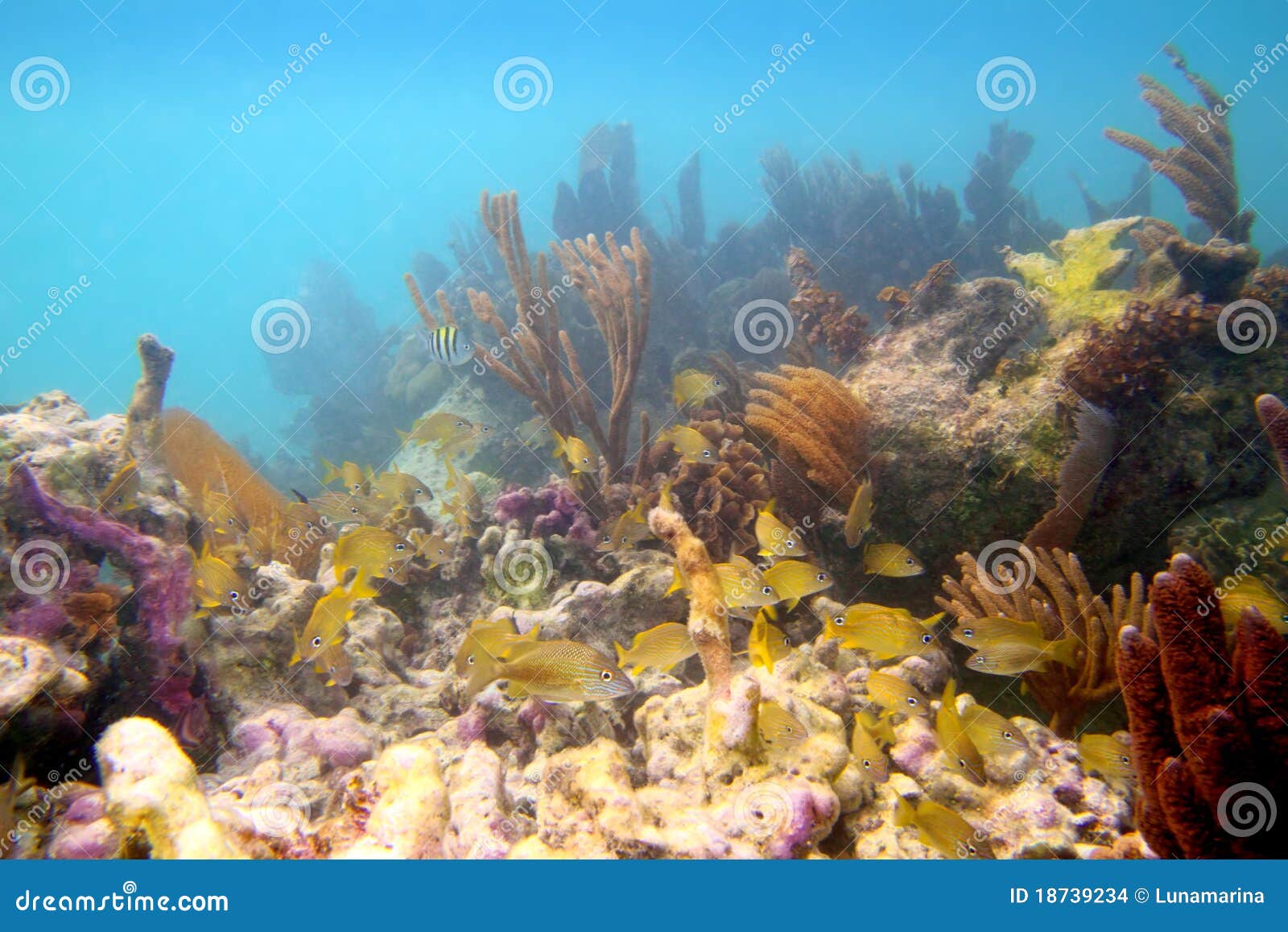 Coral Reef in Mayan Riviera Cancun Mexico Stock Photo - Image of beach ...