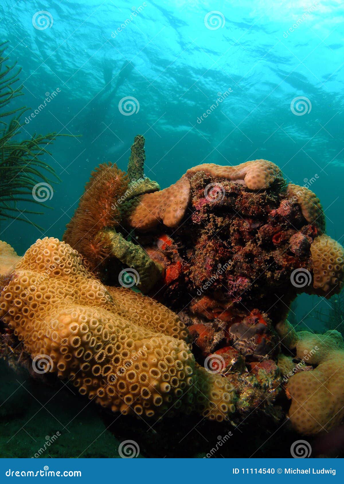 Coral Reef Mound stock photo. Image of coral, diver, scuba - 11114540