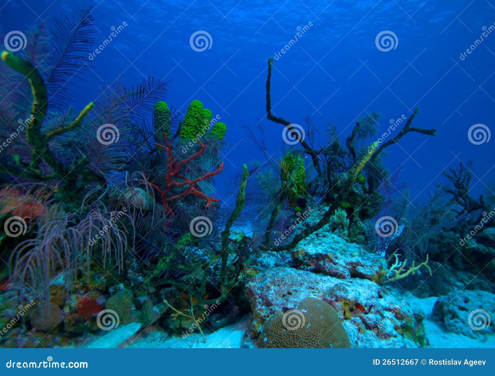 Coral Reef Near Cayo Largo, Cuba Stock Image - Image of cuba, deep ...