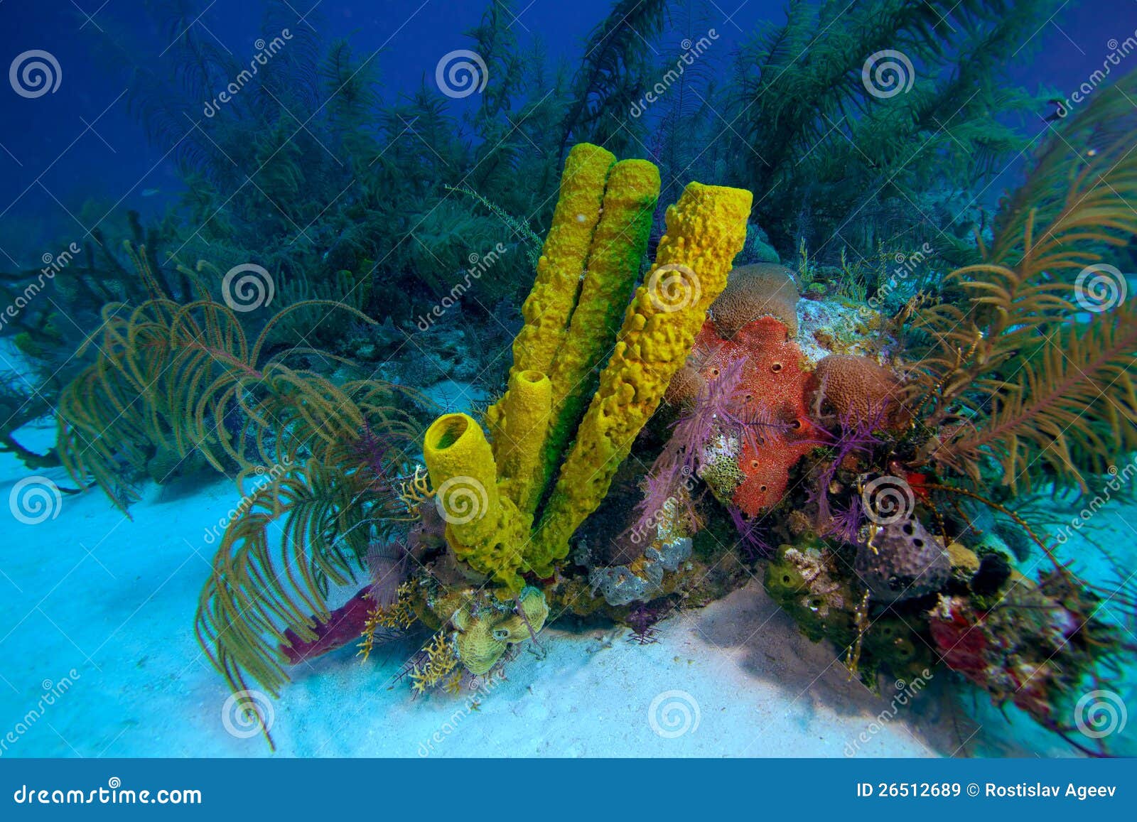 Coral Reef Near Cayo Largo, Cuba Stock Image - Image of island ...