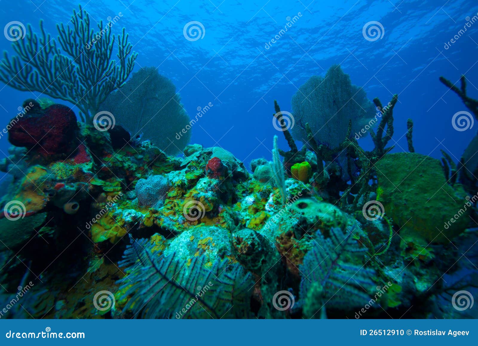 Coral Reef Near Cayo Largo, Cuba Stock Photo - Image of activity ...