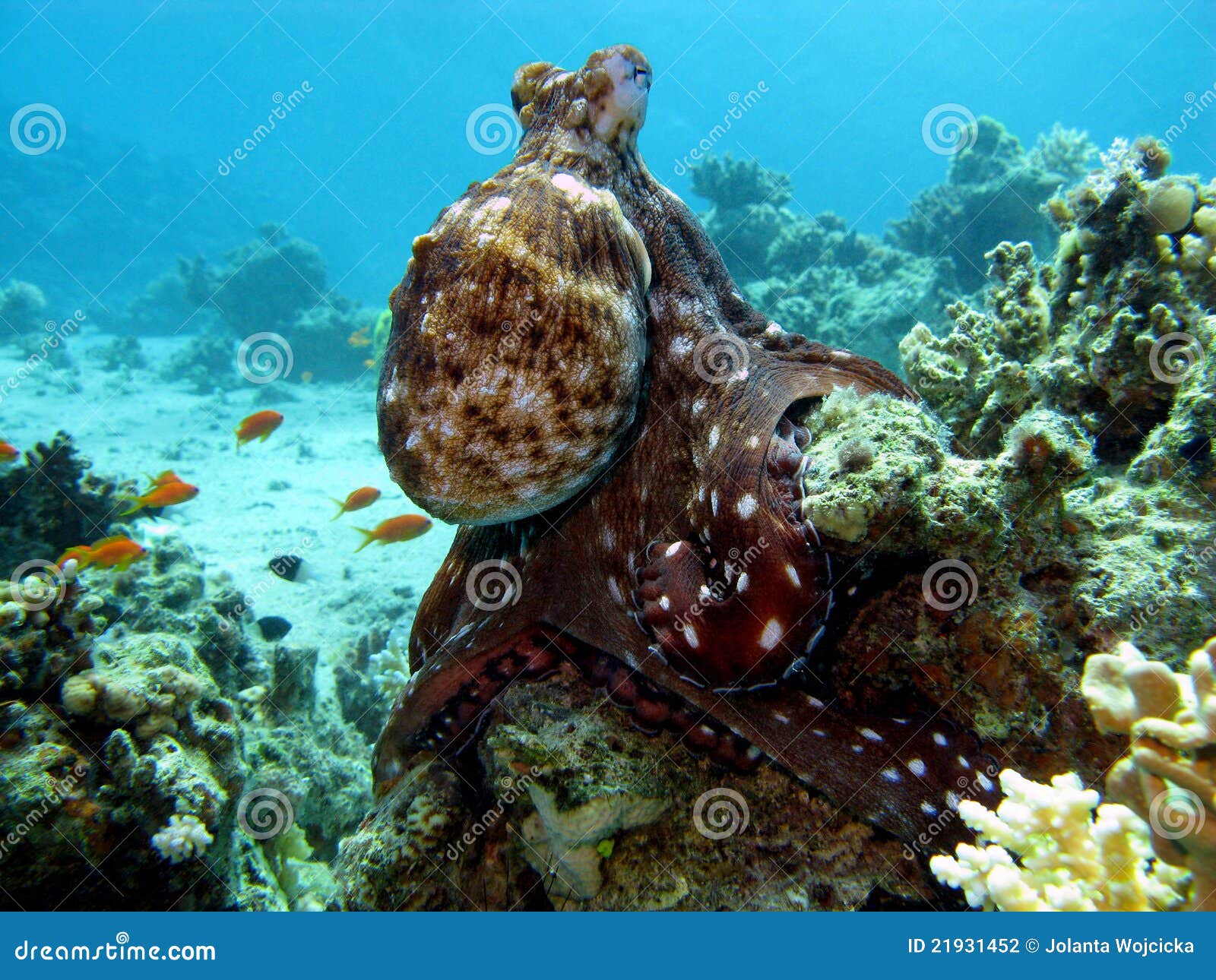 Coral Reef Octopus