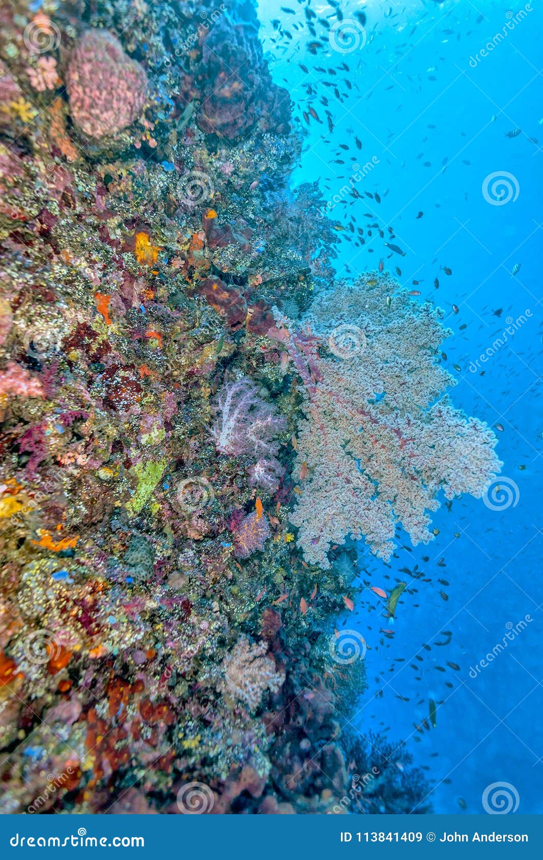 Coral Reef Off Coast of Bali Stock Image - Image of south, soft: 113841409