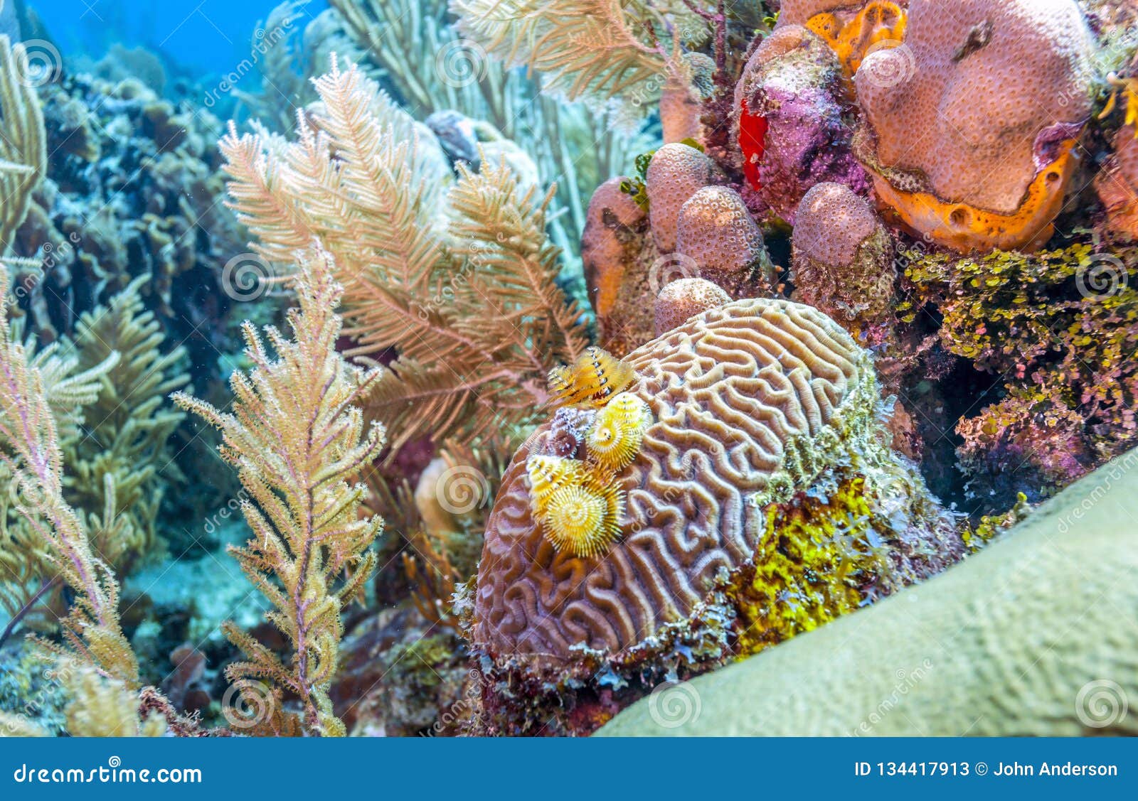 Coral Reef Underwater Roatan Honduras Stock Image - Image of coral ...