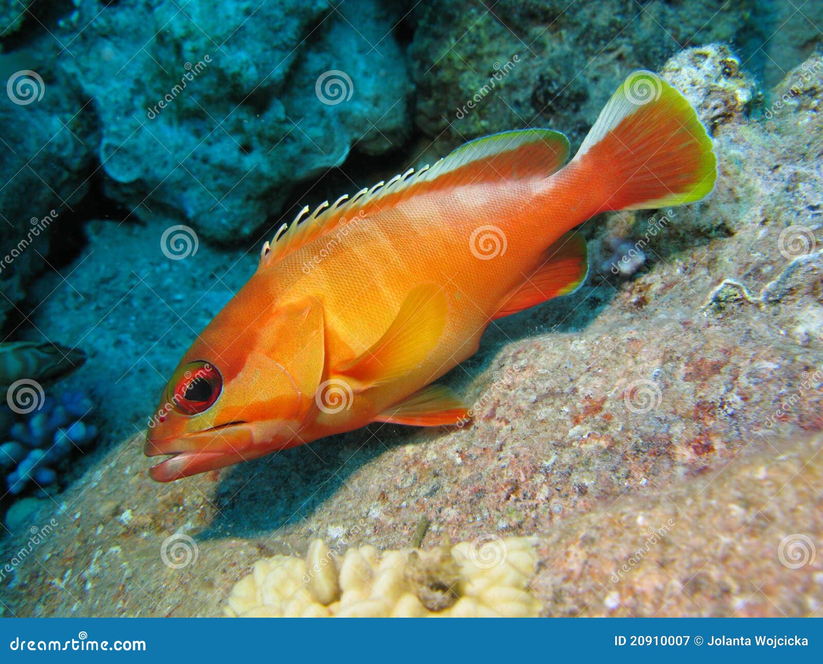 Coral reef and orange fish stock image. Image of coral - 20910007