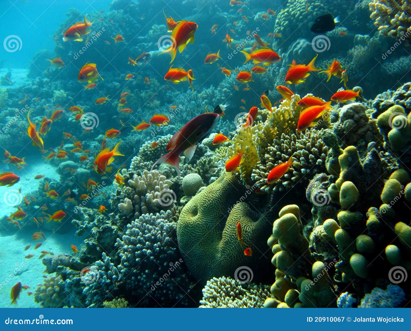 Coral Reef with Orange Fishes Stock Image - Image of nature, hard: 20910067