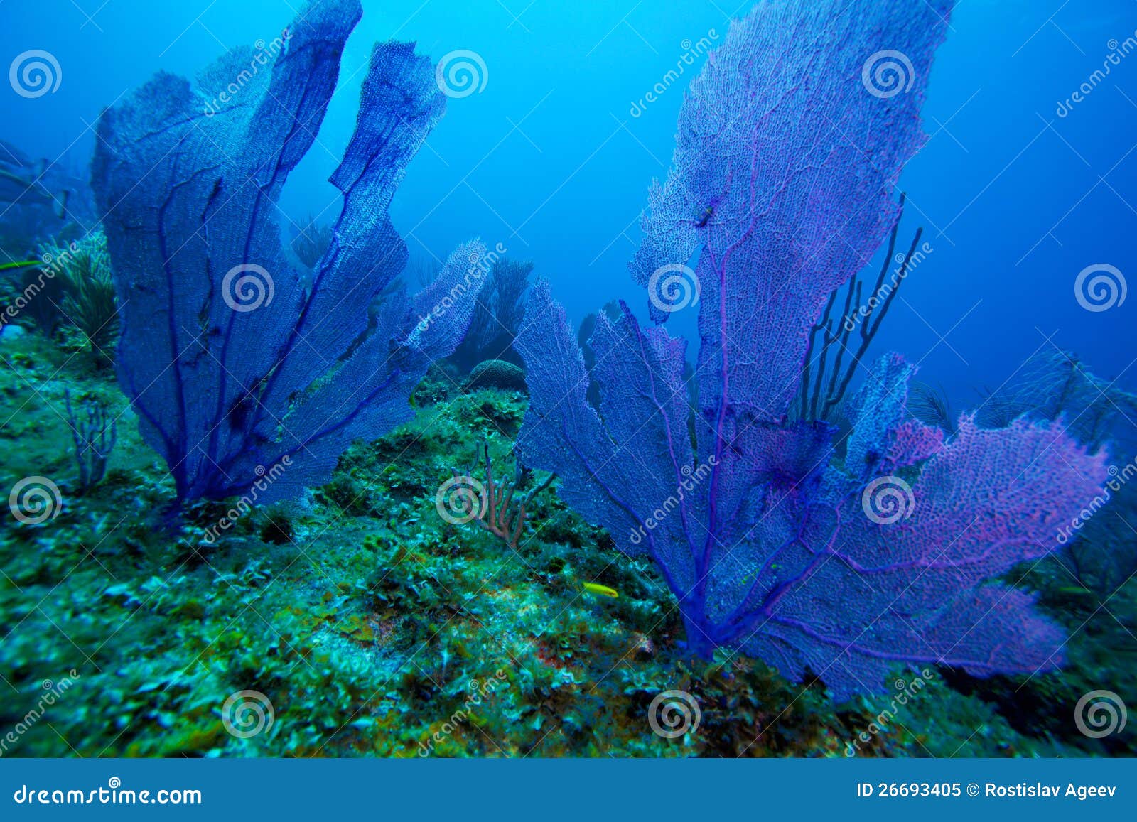 Coral Reef with Original Forms Stock Image - Image of cayo, colony ...