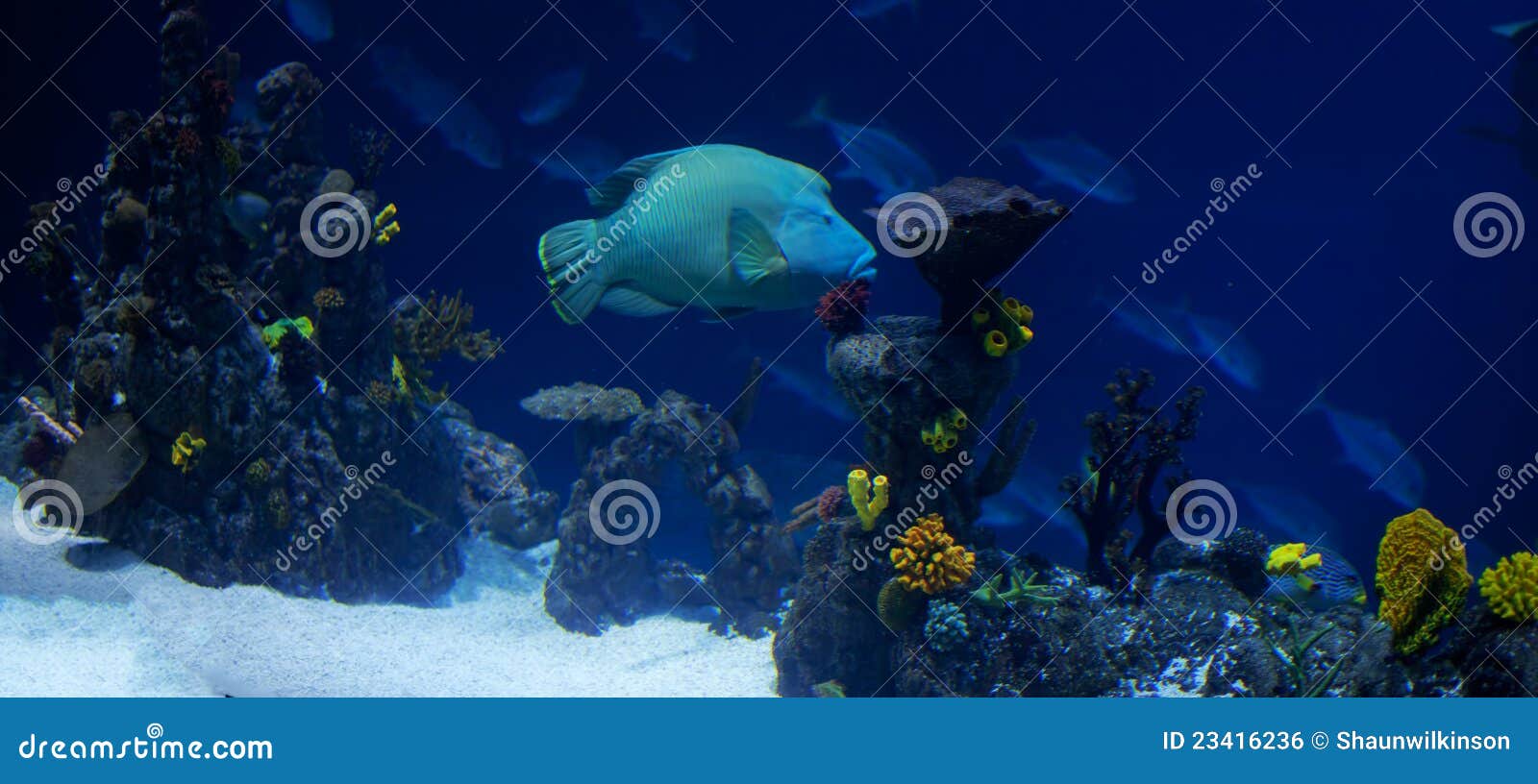 Coral reef pano stock photo. Image of tropical, marine - 23416236