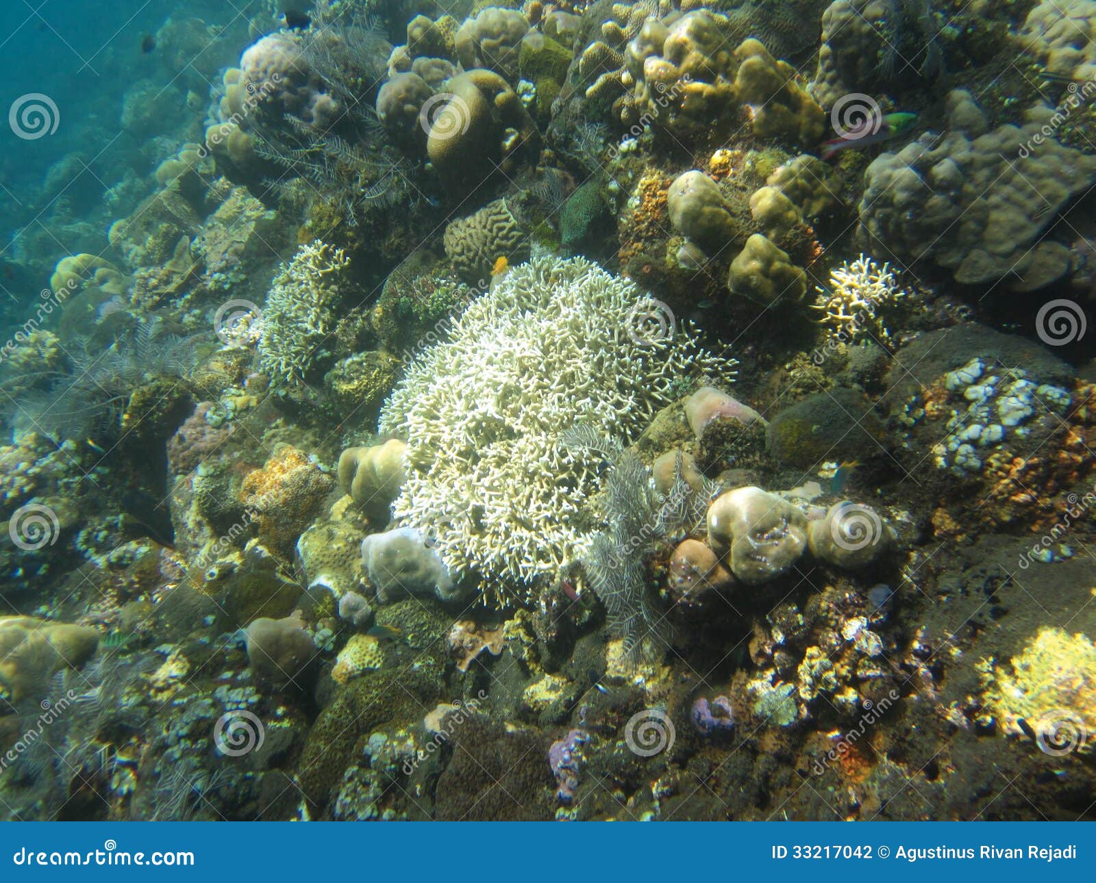 Coral Reef stock photo. Image of nature, water, organism - 33217042