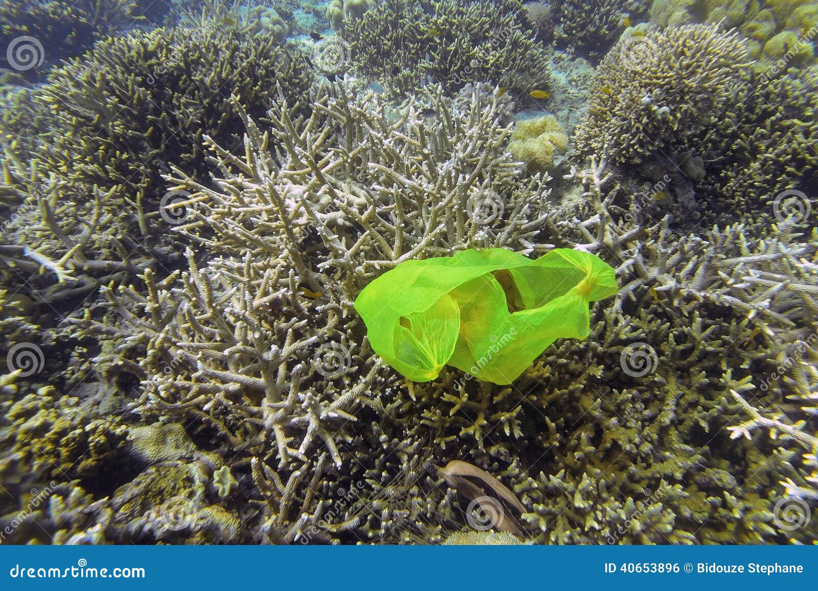 Coral reef pollution stock photo. Image of angle, nature - 40653896