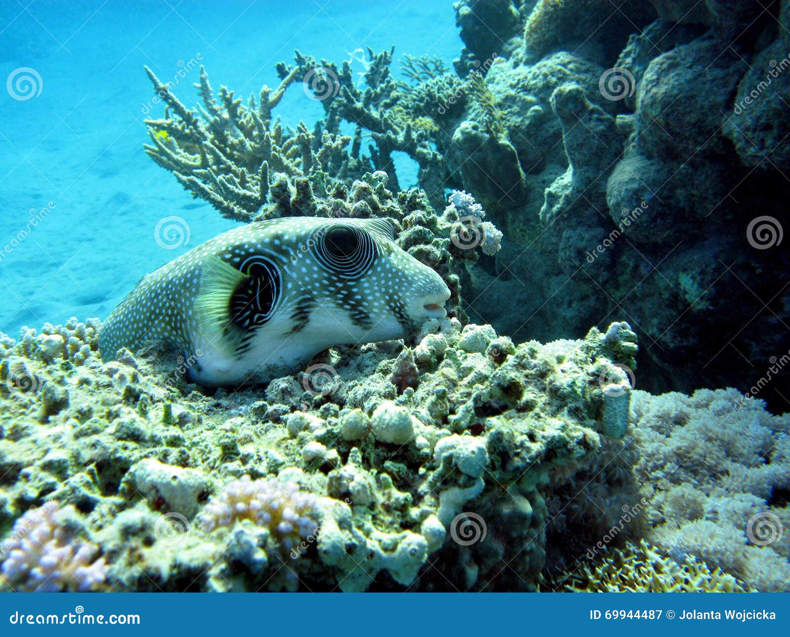 Coral Reef with Pufferfish in Tropical Sea, Underwater Stock Image ...