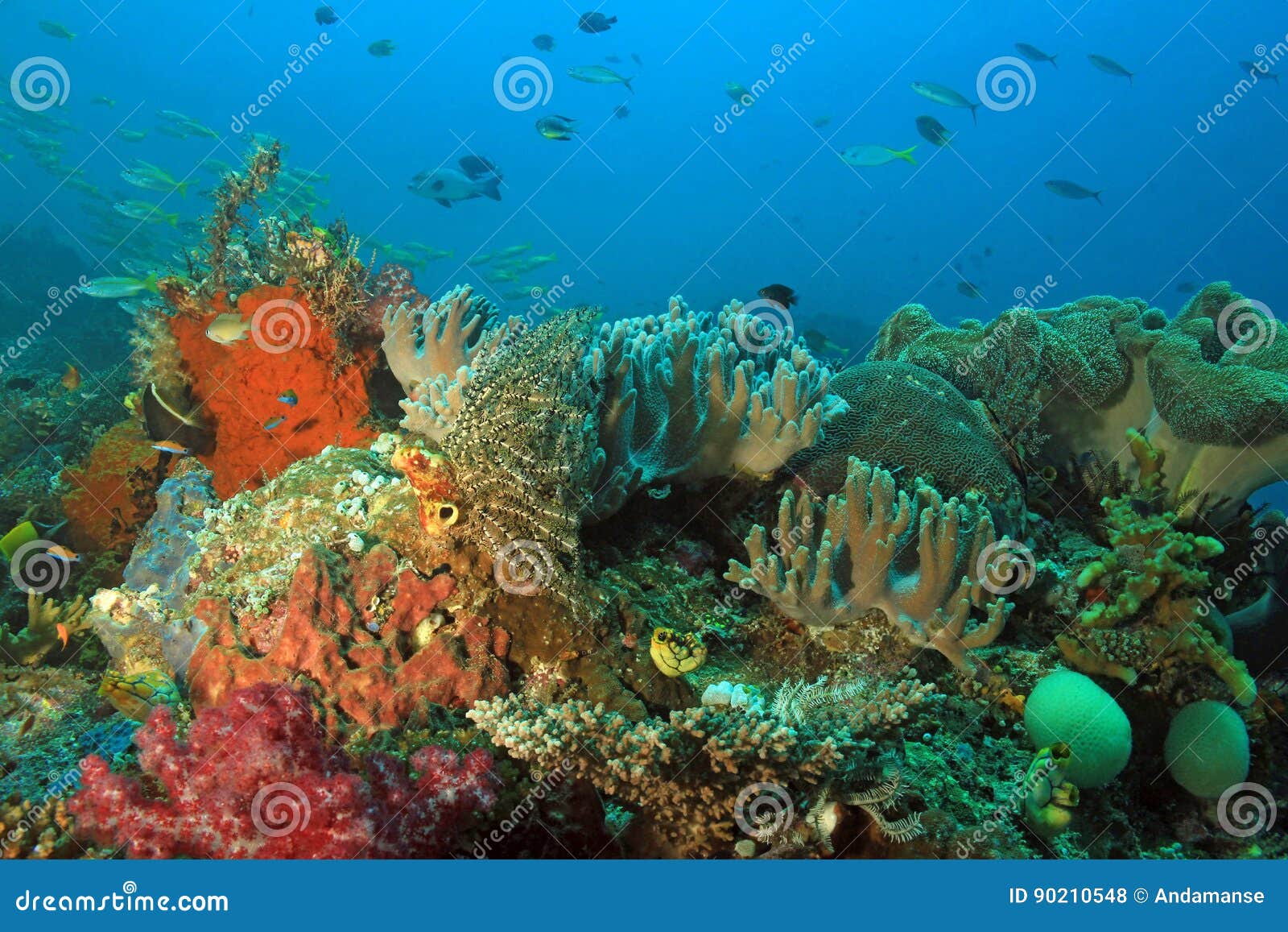 Coral Reef Raja Ampat foto de archivo. Imagen de escoria - 90210548