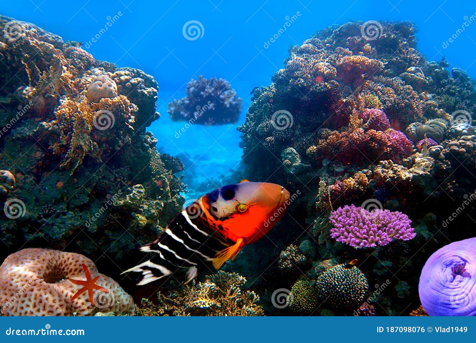 Coral Reef. Red Sea stock photo. Image of coral, ocean - 187098076