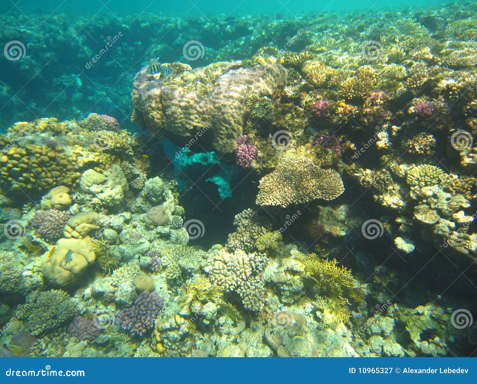 Coral reef in the Red sea stock image. Image of underwater - 10965327