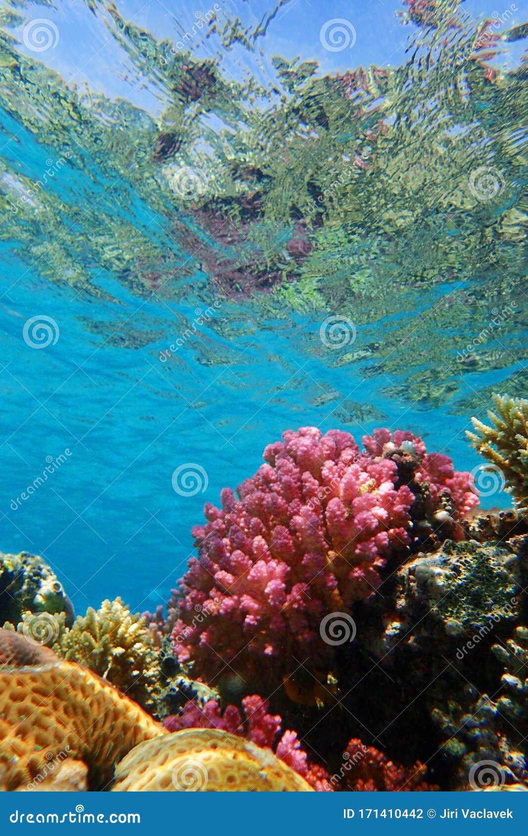 Coral reef in Red Sea stock photo. Image of reef, tropical - 171410442