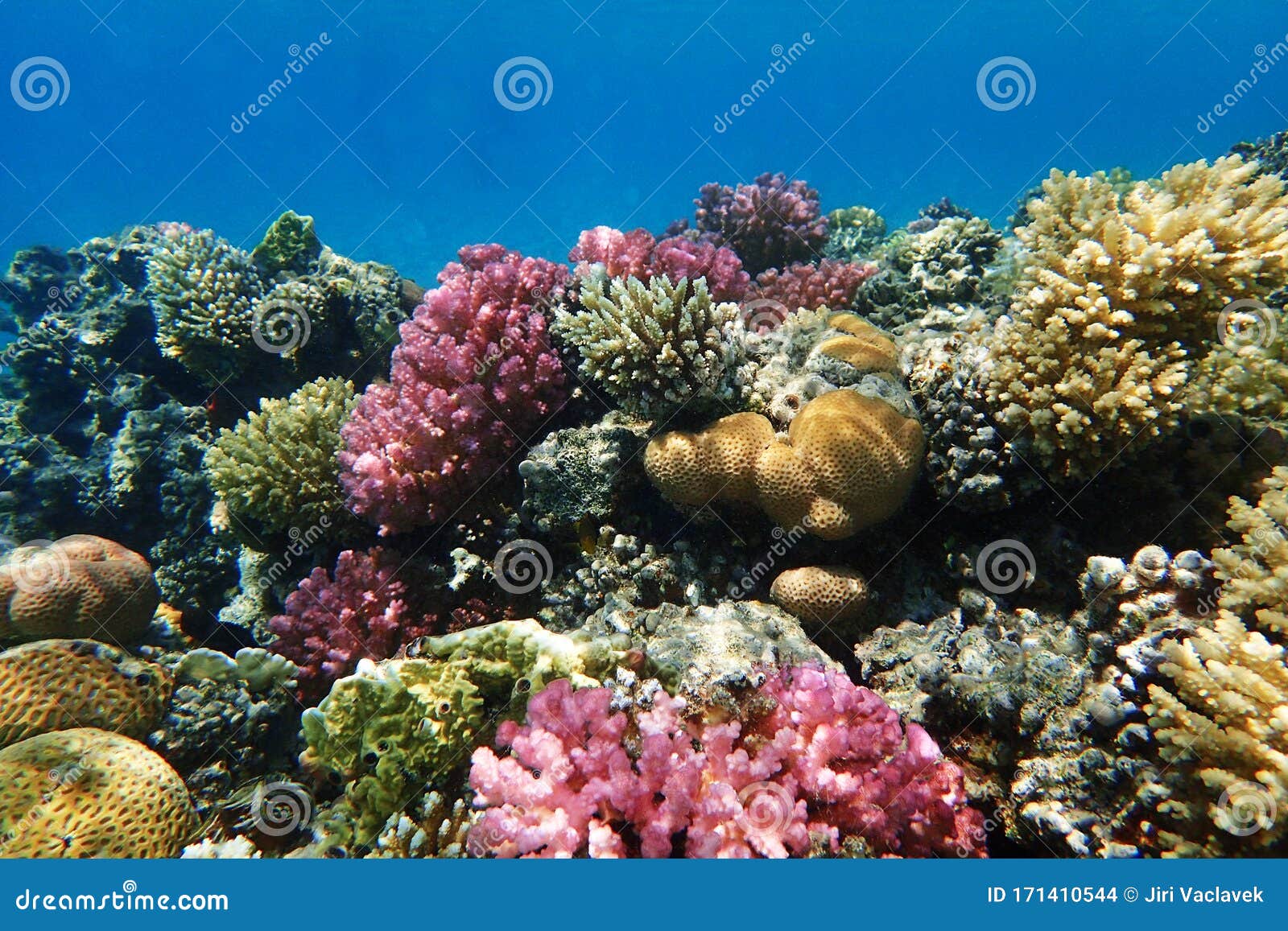 Coral reef in Red Sea stock photo. Image of landscape - 171410544