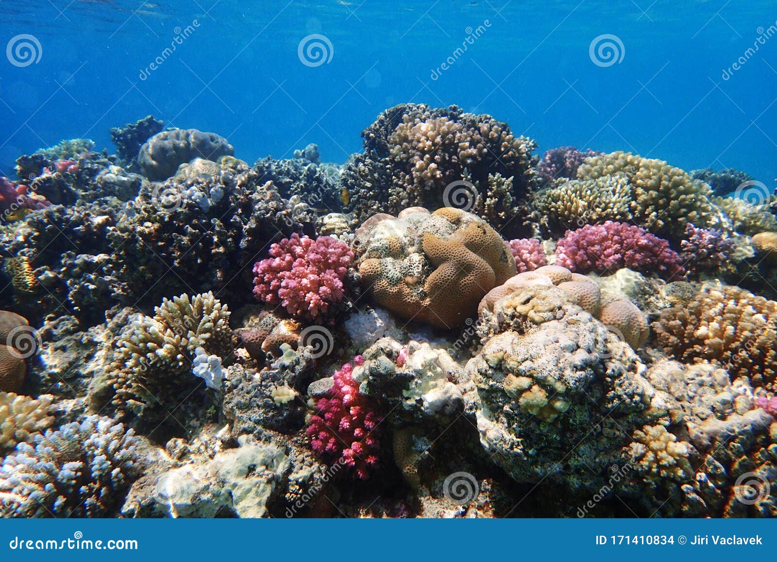 Coral reef in Red Sea stock photo. Image of animal, landscape - 171410834